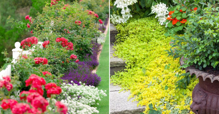 14 Best Ground Covers to Complement Roses for a Stunning Garden Display ...