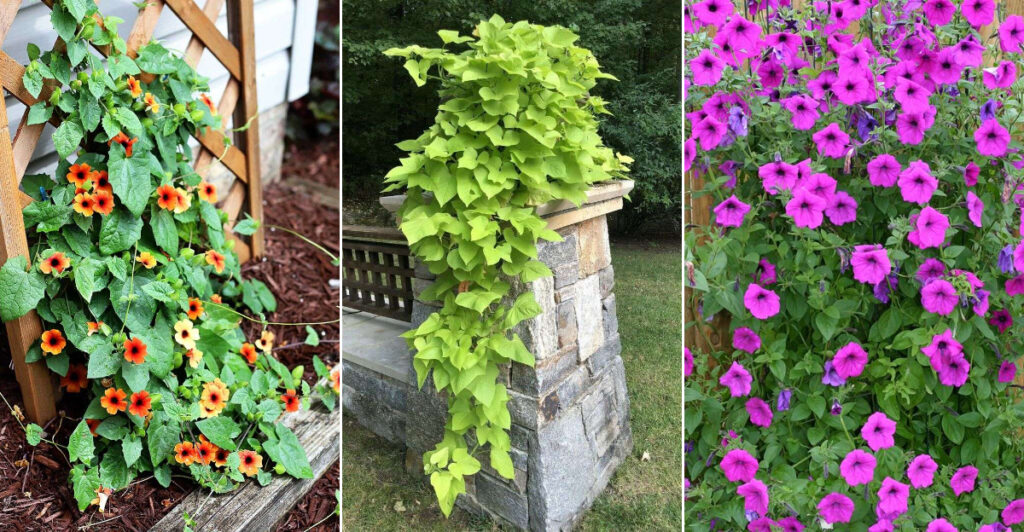 15 Heat-Tolerant Trailing Plants That Thrive in Full Sun All Summer ...