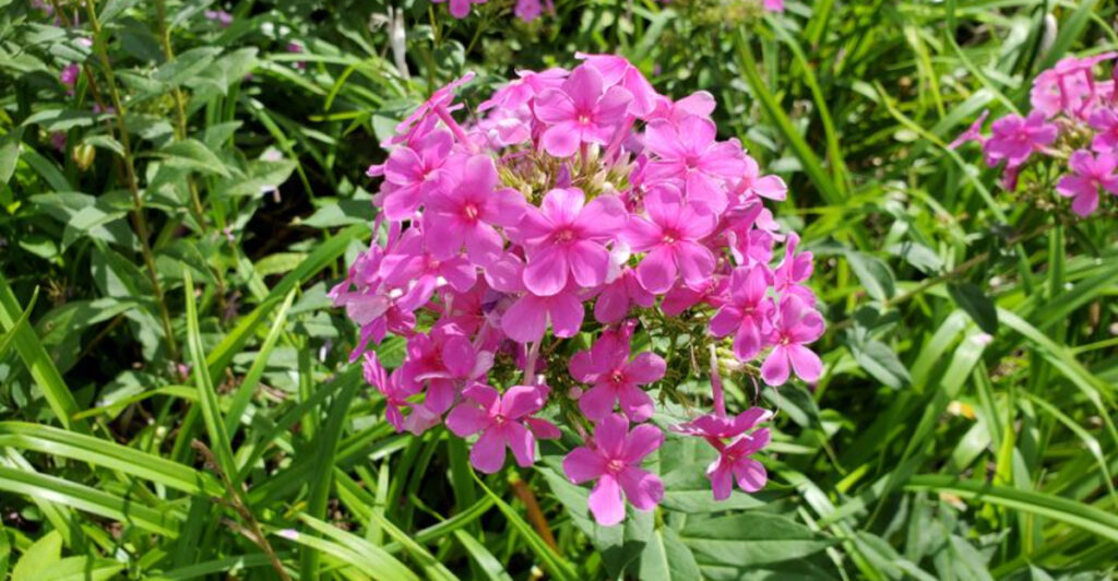 15 Old-Fashioned Flowers That Will Give Your Garden a Classic ...