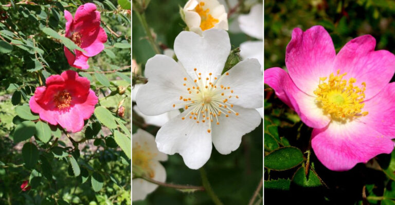 15 Tough Wild Roses That Will Flourish in Your Backyard - Complete ...