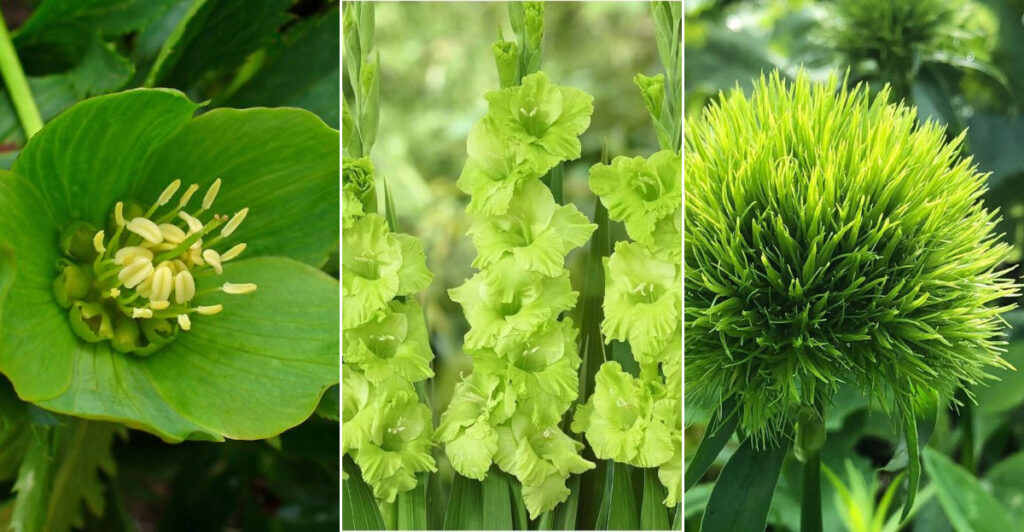 18 Green Flowers That Rock: Nature’s Greatest Hits for Your Garden ...