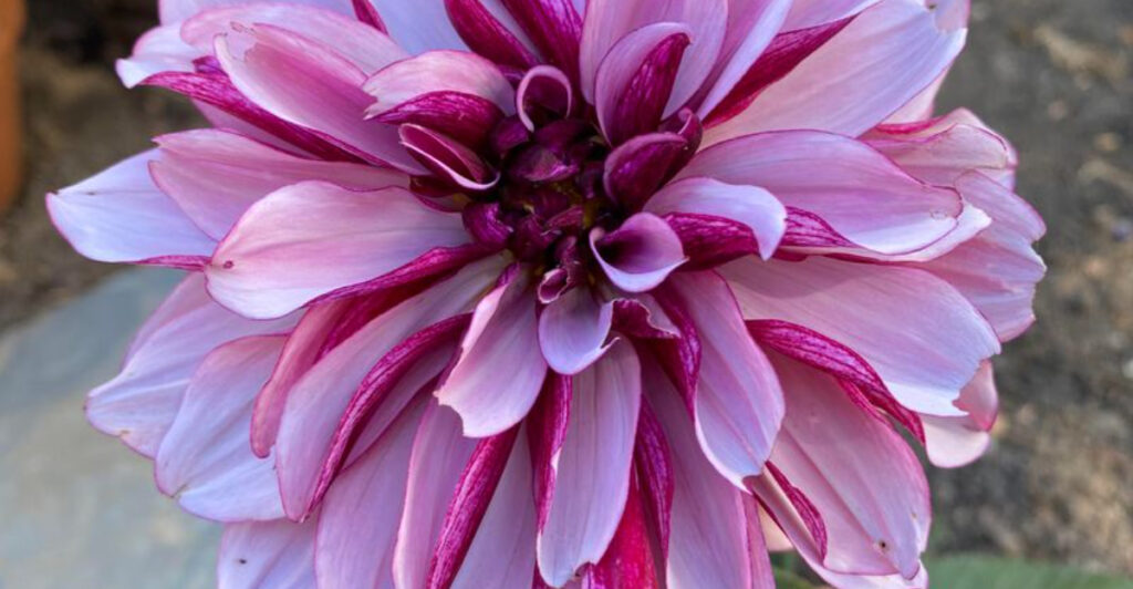 20 Incredible Plants That Evolve in Shape and Size - Complete Gardening