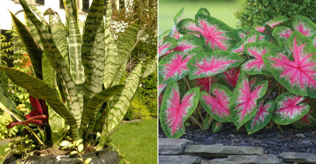 20 Vibrant Plants to Grow in Your Garden That Aren’t Flowers - Complete ...