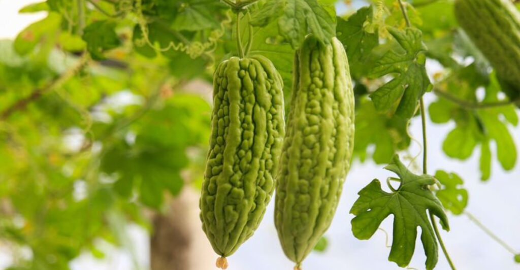 24 Best Climbing Vegetables to Grow Vertically - Complete Gardening