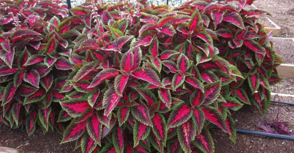 25 Stunning Coleus Varieties That Will Transform Your Garden with Bold ...
