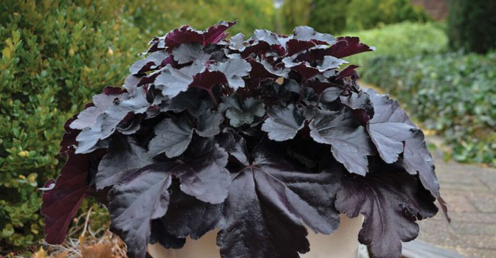 25 Stunning Perennials with Dark Foliage for a Bold and Beautiful ...