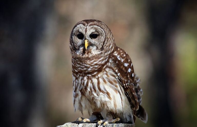 20 Incredible Owl Facts That Will Change How You See These Mysterious ...