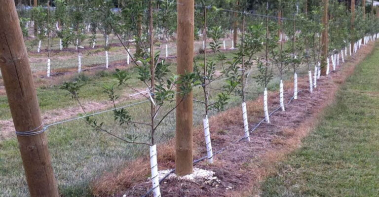 6 Essential Steps to Fertilize Your Fruit Trees in Early Spring the ...