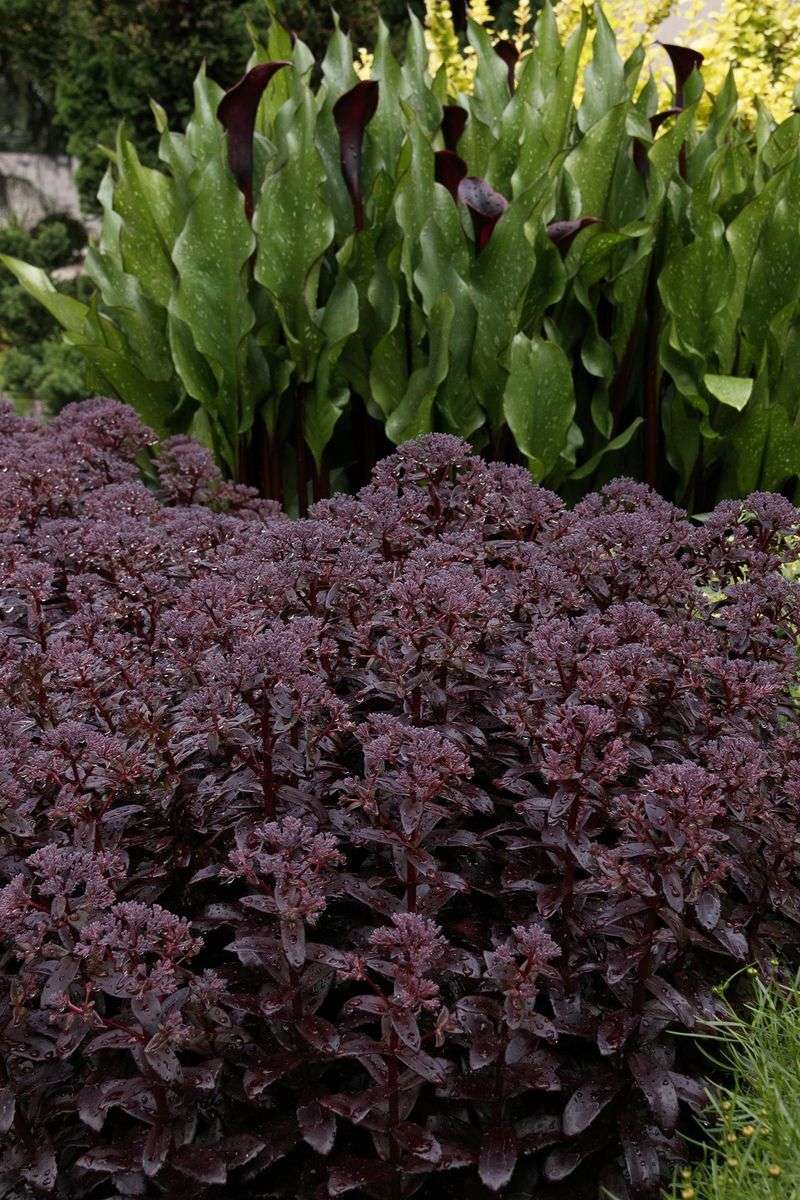 25 Stunning Perennials with Dark Foliage for a Bold and Beautiful ...