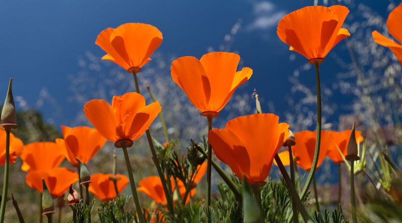 Every U.S. State’s Iconic Flower – See the Bloom That Represents Your ...