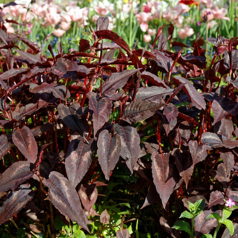 25 Stunning Perennials with Dark Foliage for a Bold and Beautiful ...