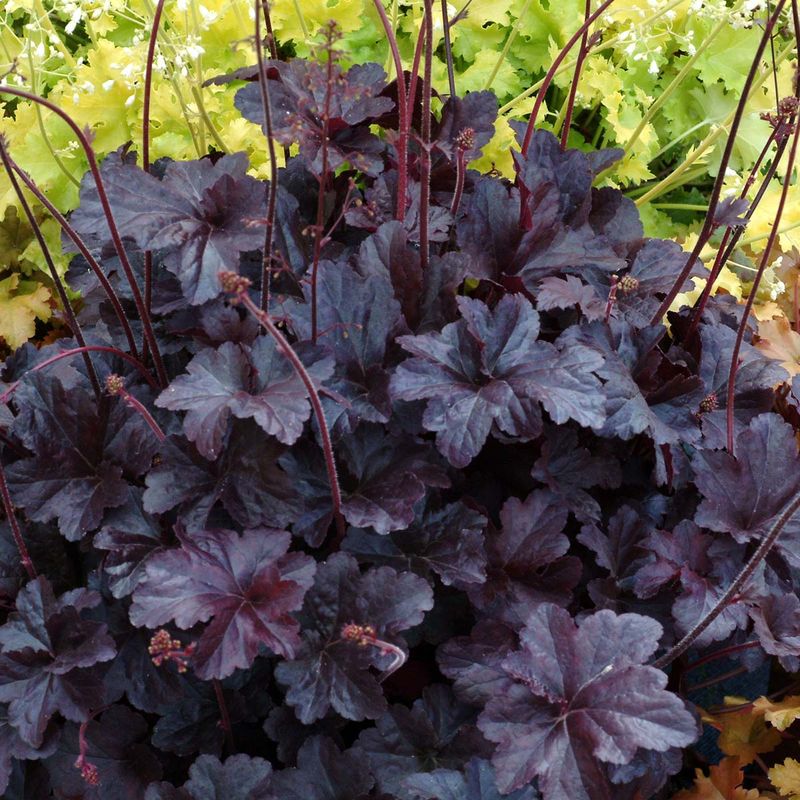 25 Stunning Perennials with Dark Foliage for a Bold and Beautiful ...