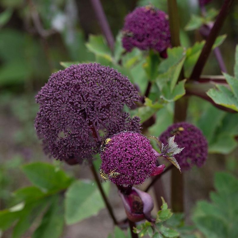 25 Stunning Perennials with Dark Foliage for a Bold and Beautiful ...
