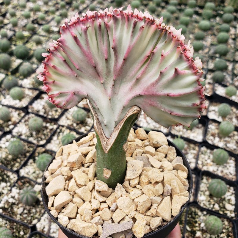 15 Playfully Named Succulents That Will Bring Fun and Whimsy to Your ...