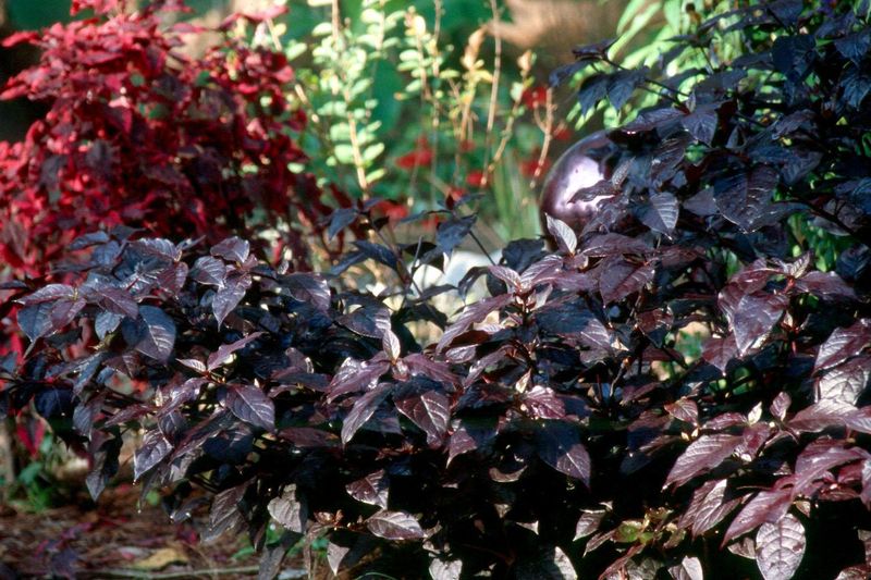25 Stunning Perennials with Dark Foliage for a Bold and Beautiful ...