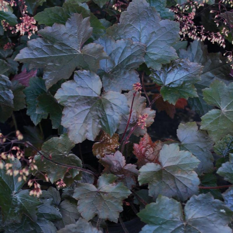 25 Stunning Perennials with Dark Foliage for a Bold and Beautiful ...