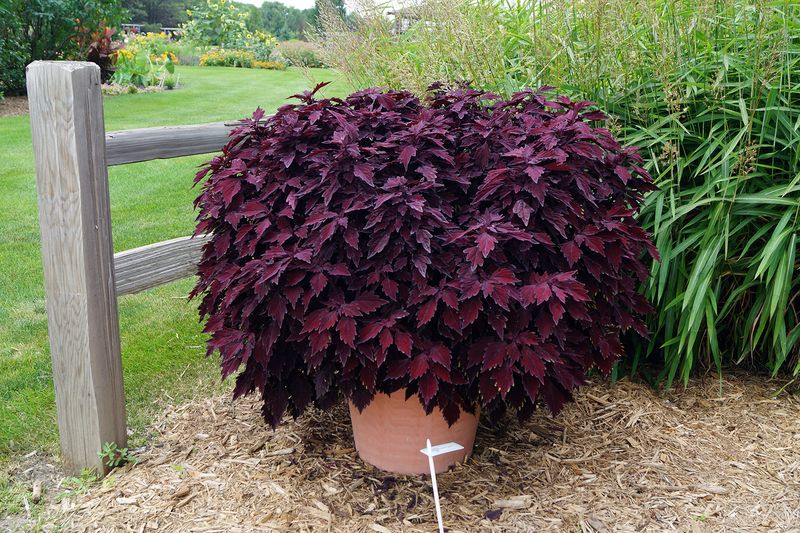 25 Stunning Perennials with Dark Foliage for a Bold and Beautiful ...