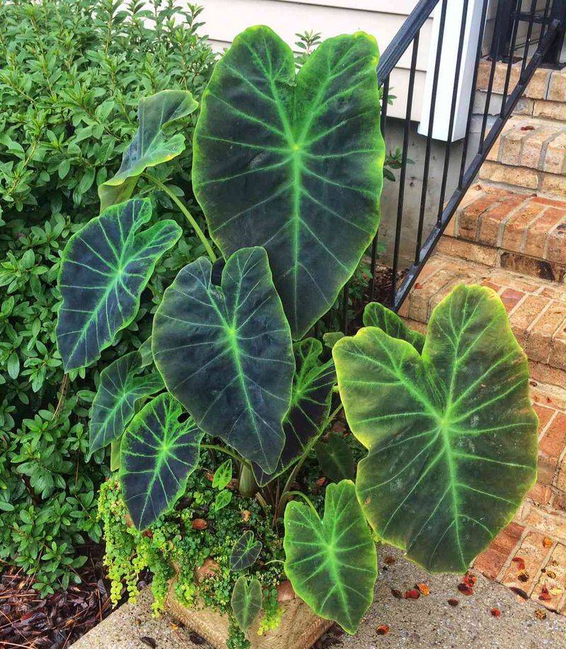 20 Incredible Plants That Evolve in Shape and Size - Complete Gardening