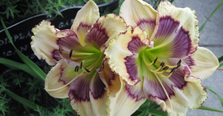 Divide and Conquer: Spring-Ready Daylilies for Bigger, Bolder Blooms! - Complete Gardening