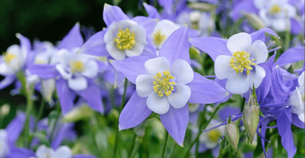 Every U.S. State’s Iconic Flower – See the Bloom That Represents Your ...