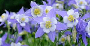 Every U.S. State’s Iconic Flower – See the Bloom That Represents Your ...