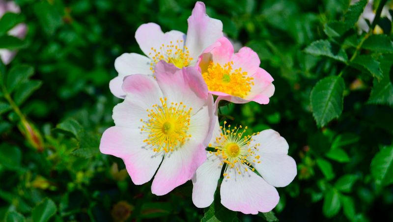 Every U.S. State’s Iconic Flower – See the Bloom That Represents Your ...