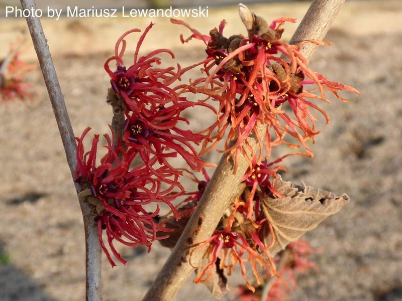 11 Witch Hazel Varieties with Spellbinding Spider-Like Blooms ...