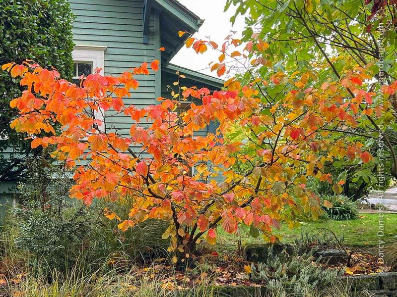 11 Witch Hazel Varieties with Spellbinding Spider-Like Blooms ...