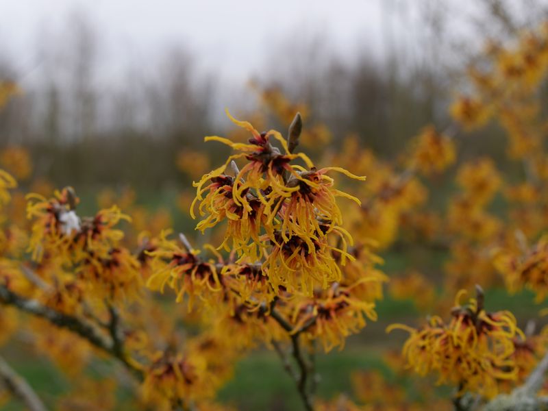 11 Witch Hazel Varieties with Spellbinding Spider-Like Blooms ...