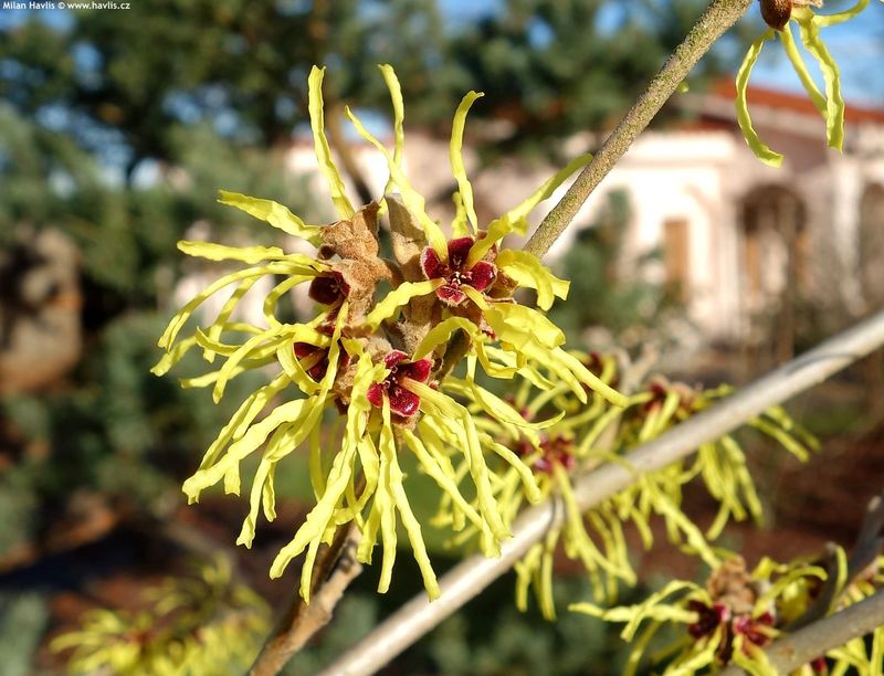 11 Witch Hazel Varieties with Spellbinding Spider-Like Blooms ...