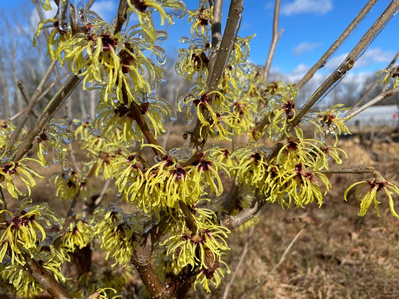 11 Witch Hazel Varieties with Spellbinding Spider-Like Blooms ...