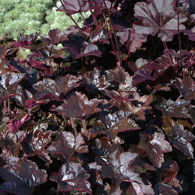 25 Stunning Perennials with Dark Foliage for a Bold and Beautiful ...