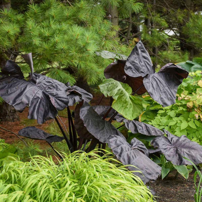 25 Stunning Perennials with Dark Foliage for a Bold and Beautiful ...