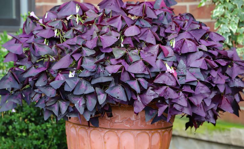 25 Stunning Perennials with Dark Foliage for a Bold and Beautiful ...