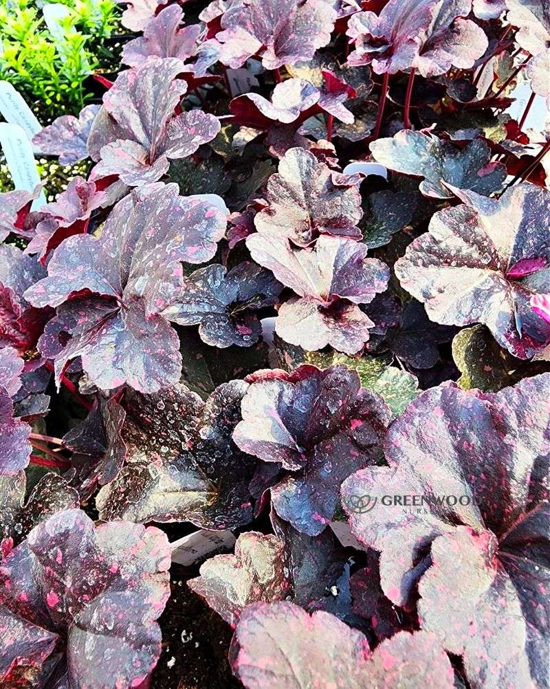 25 Stunning Perennials with Dark Foliage for a Bold and Beautiful ...