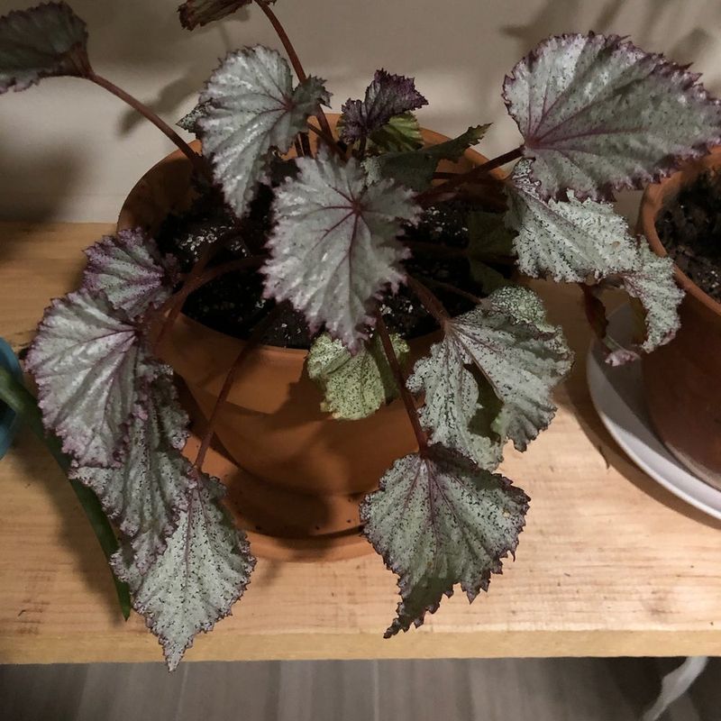 25 Stunning Perennials with Dark Foliage for a Bold and Beautiful ...