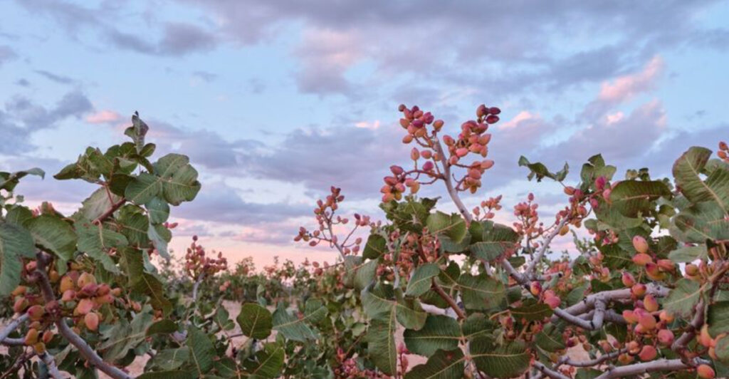 How to Grow Pistachio Trees: 10 Essential Tips for a Bountiful Nut ...