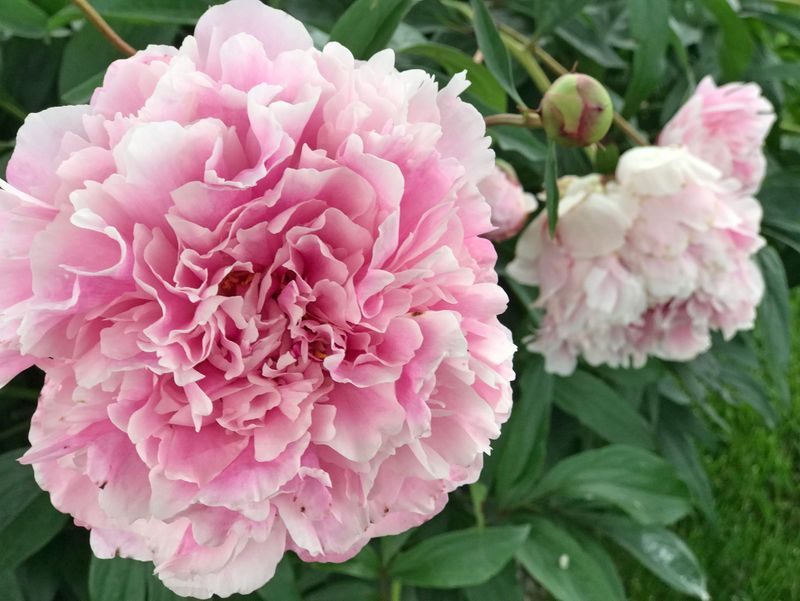 Every U.S. State’s Iconic Flower – See the Bloom That Represents Your ...