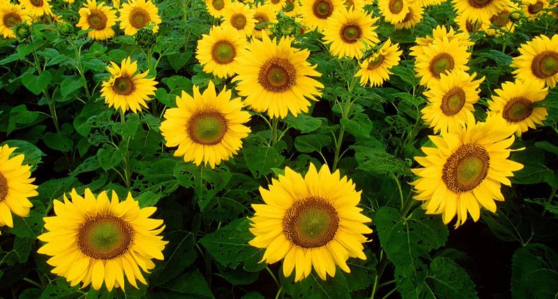 Every U.S. State’s Iconic Flower – See the Bloom That Represents Your ...