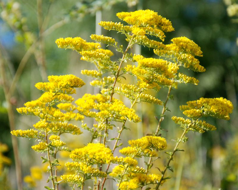 Every U.S. State’s Iconic Flower – See the Bloom That Represents Your ...