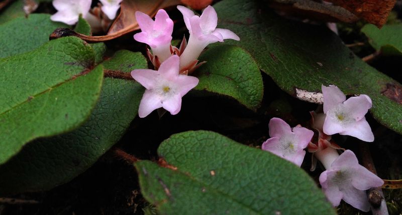 Every U.S. State’s Iconic Flower – See the Bloom That Represents Your ...