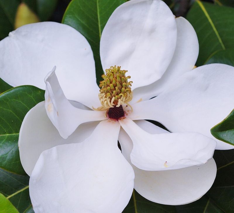 Every U.S. State’s Iconic Flower – See the Bloom That Represents Your ...