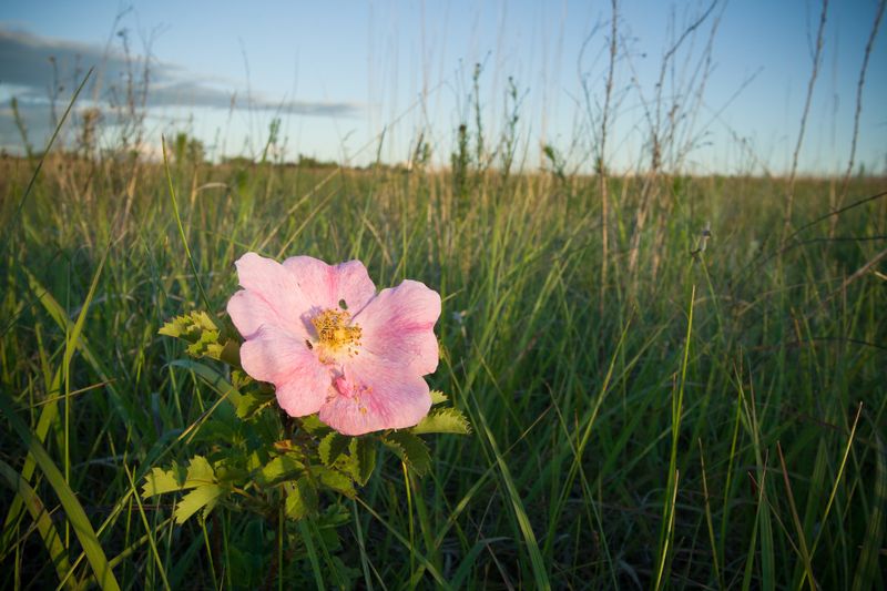 Every U.S. State’s Iconic Flower – See the Bloom That Represents Your ...