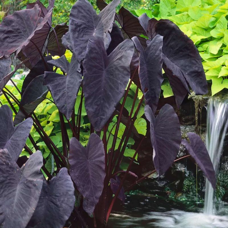 25 Stunning Perennials with Dark Foliage for a Bold and Beautiful ...