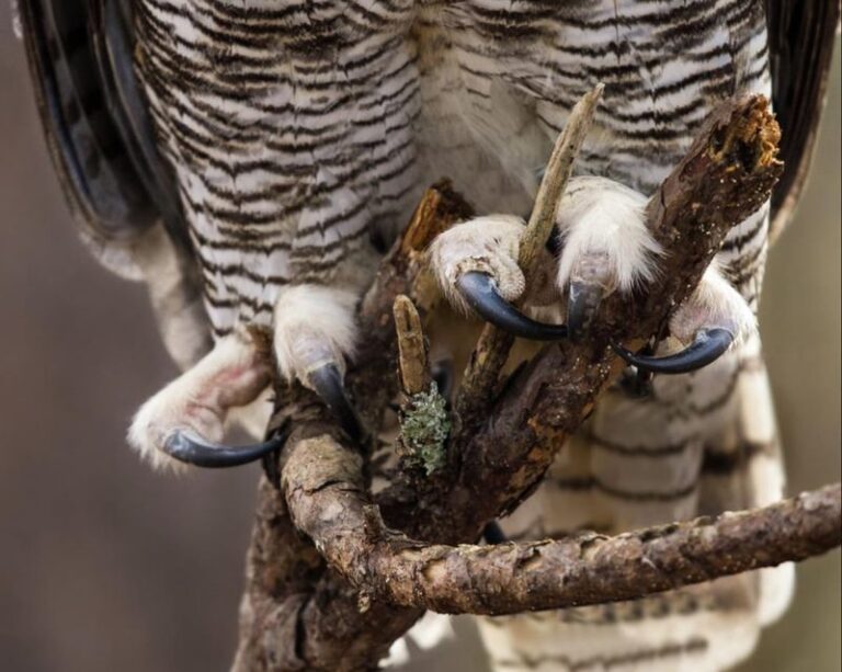 20 Incredible Owl Facts That Will Change How You See These Mysterious ...