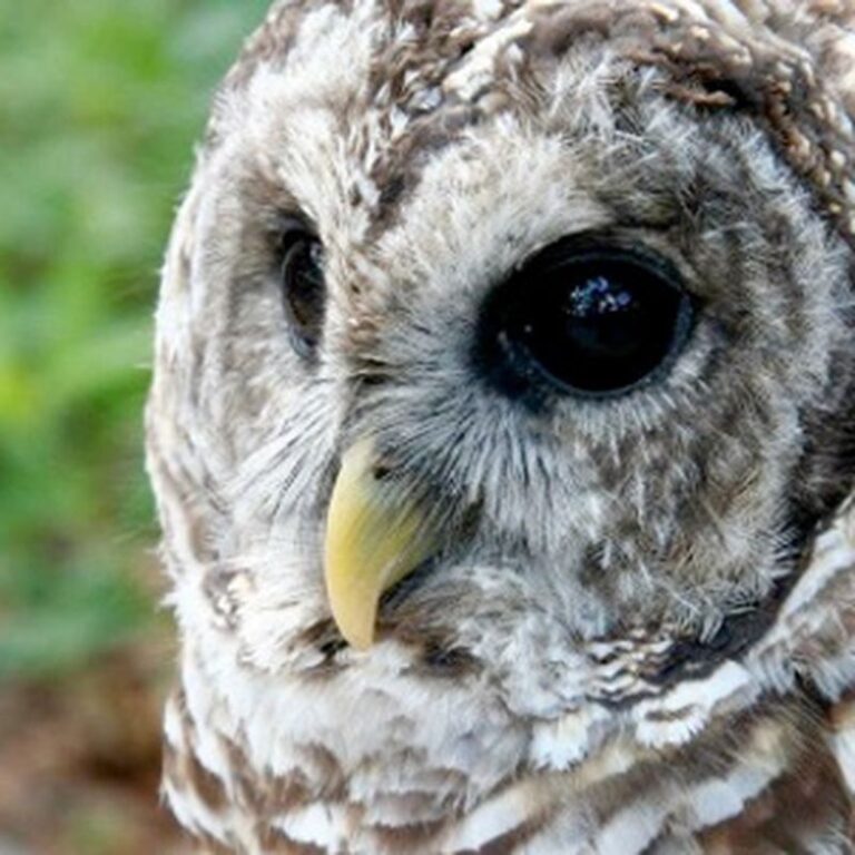 20 Incredible Owl Facts That Will Change How You See These Mysterious ...