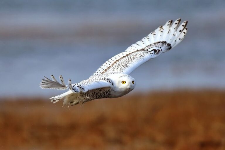 20 Incredible Owl Facts That Will Change How You See These Mysterious ...