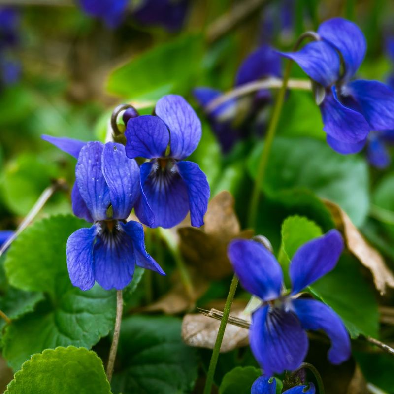 Every U.S. State’s Iconic Flower – See the Bloom That Represents Your ...