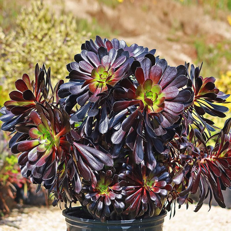 25 Stunning Perennials with Dark Foliage for a Bold and Beautiful ...