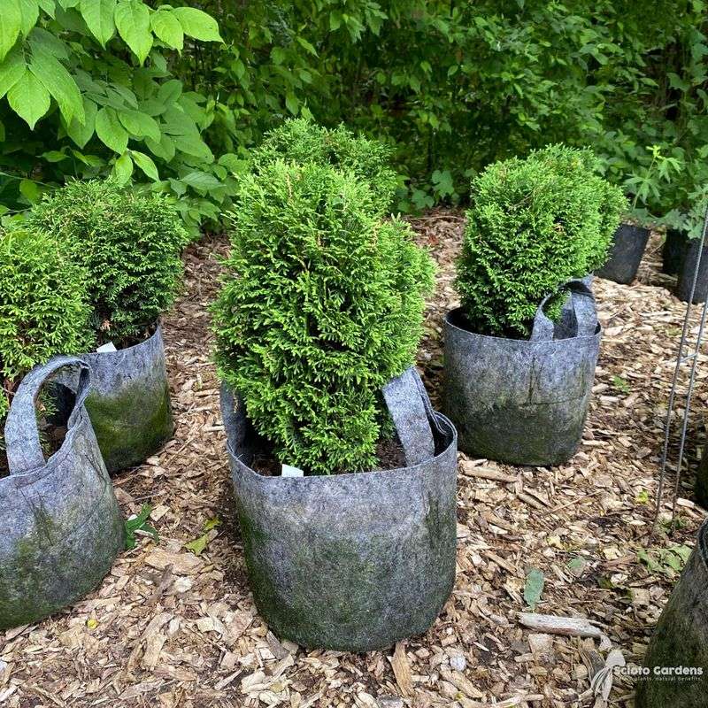 15 Best Shrubs to Grow in Containers: Perfect Picks for Patios and ...